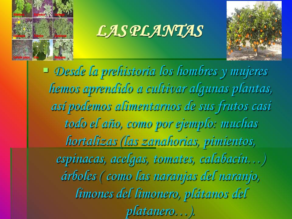 Cosas de niños para la escuela: TODO SOBRE LAS PLANTAS