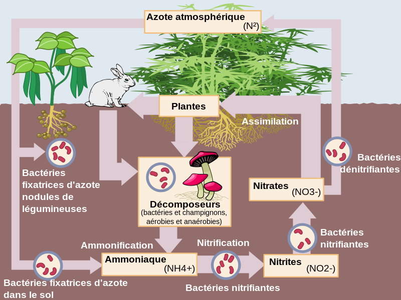 NFP Nitrogen Fixing Plants: les rôles des bactéries Frankia et ...