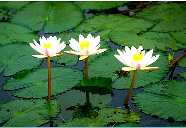 Whispering Greens: Lily Pop , Anyone?