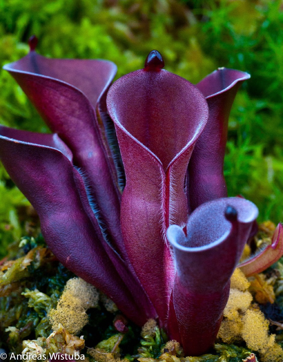 Green Eaters: Heliamphora