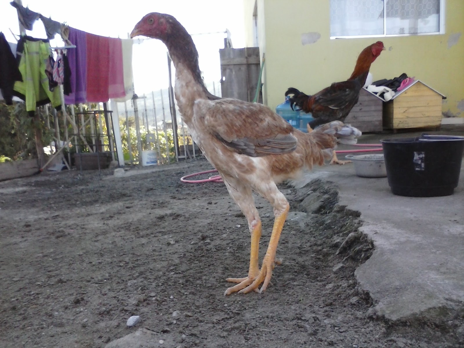 Galo indio gigante: galo indio gigante mais que uma criaçao uma paixao