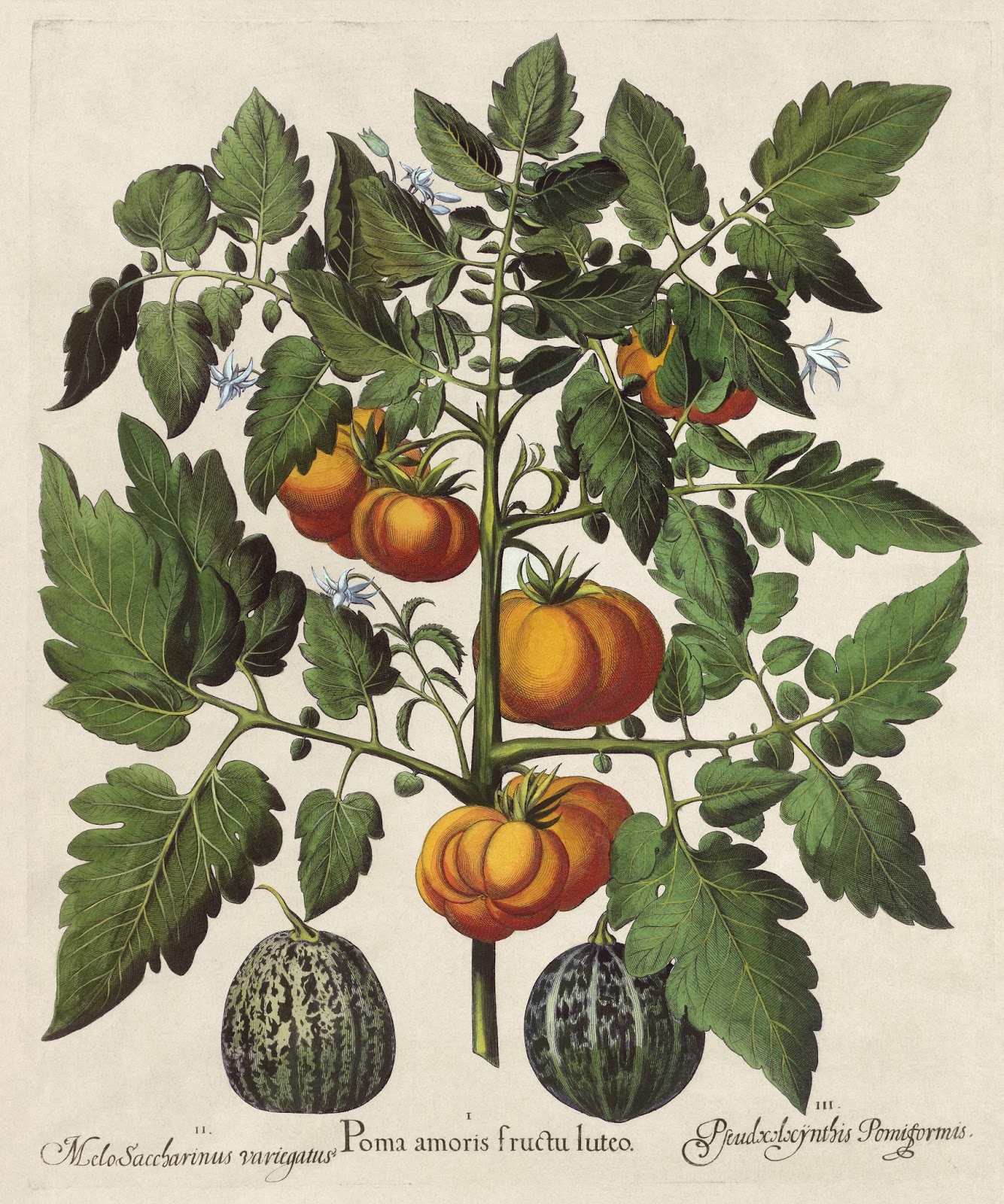 Elenor's Island: Illustration: Botanical Inspiration