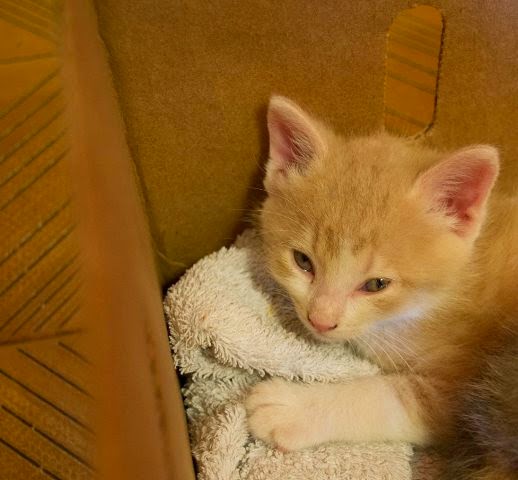 Adoptándonos: Precioso gatito bebé de color naranja en adopción