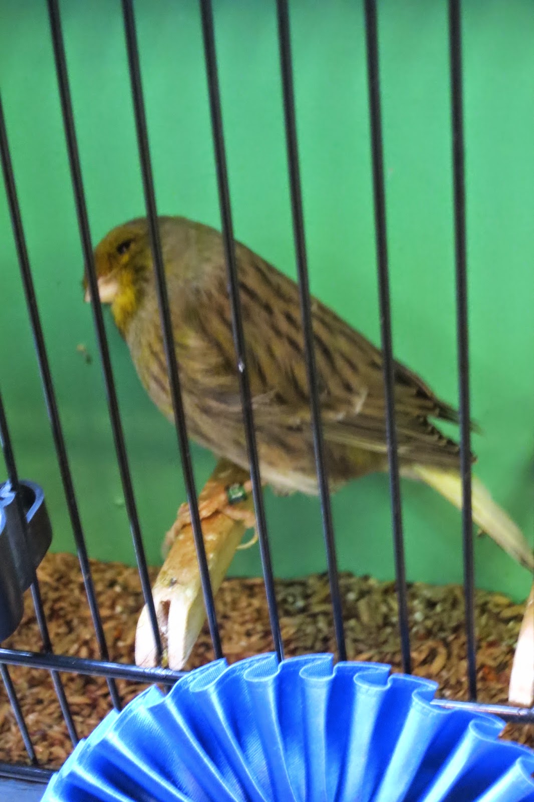 Canary Tales: Florida Canary Fanciers Part 7 More Lovely Top Bench Type ...