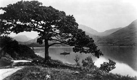 Tour Scotland: Old Photograph Trysting Tree Argyll Scotland