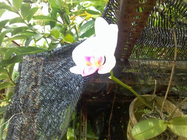 JOURNEY TO GREEN LIVING: Orkid Putih (Phalaenopsis)