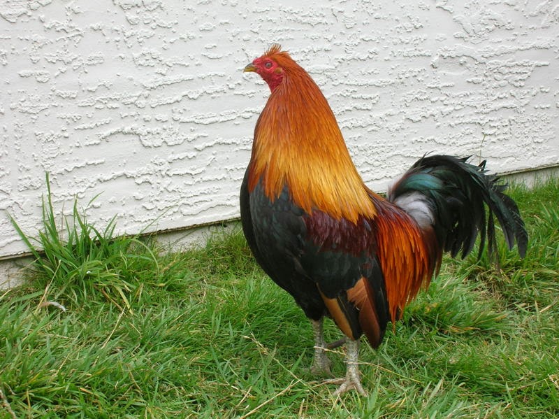 Penny Hatch ~ Rooster Village