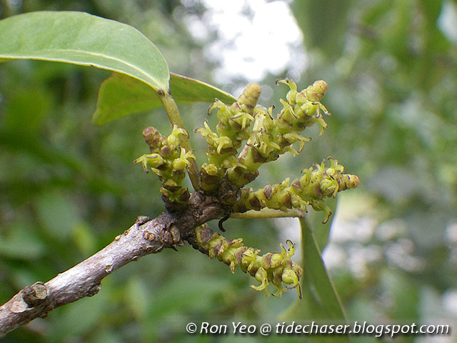 tHE tiDE cHAsER: Buta-buta (Excoecaria agallocha)