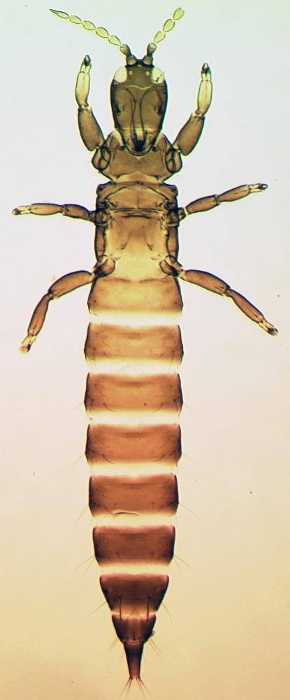 Variety of Life: Phlaeothripidae