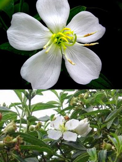 UnitedLuckyStone Online Shop Blog: Geliga Senduduk Putih