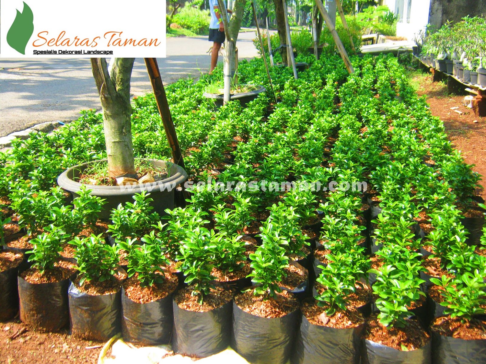 23 jenis tanaman hias yang sering digunakan untuk taman | Selaras Taman ... 23 jenis tanaman hias yang sering digunakan untuk taman | Selaras Taman ...