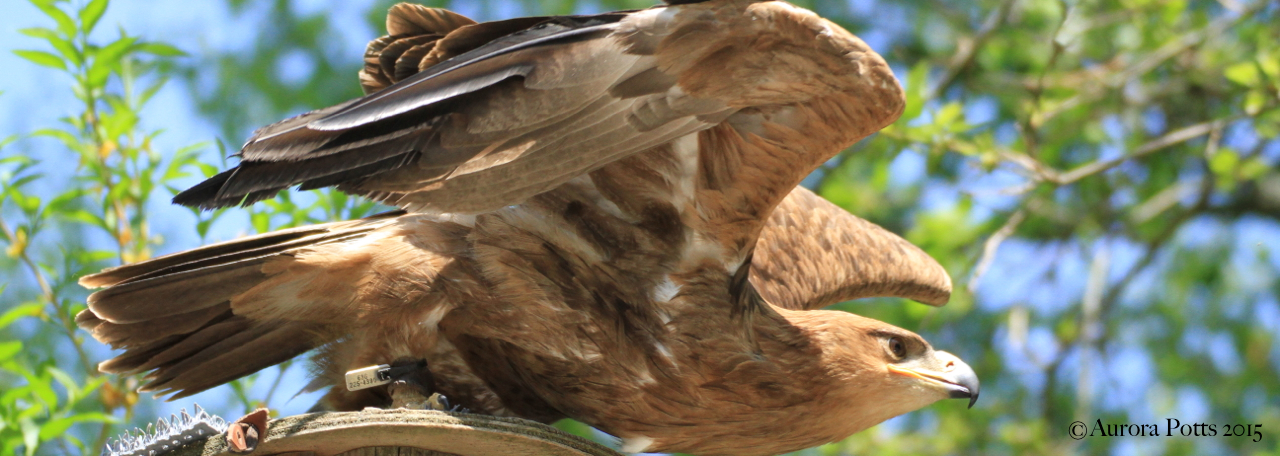 World Bird Sanctuary: Raptors Extinct and Extant