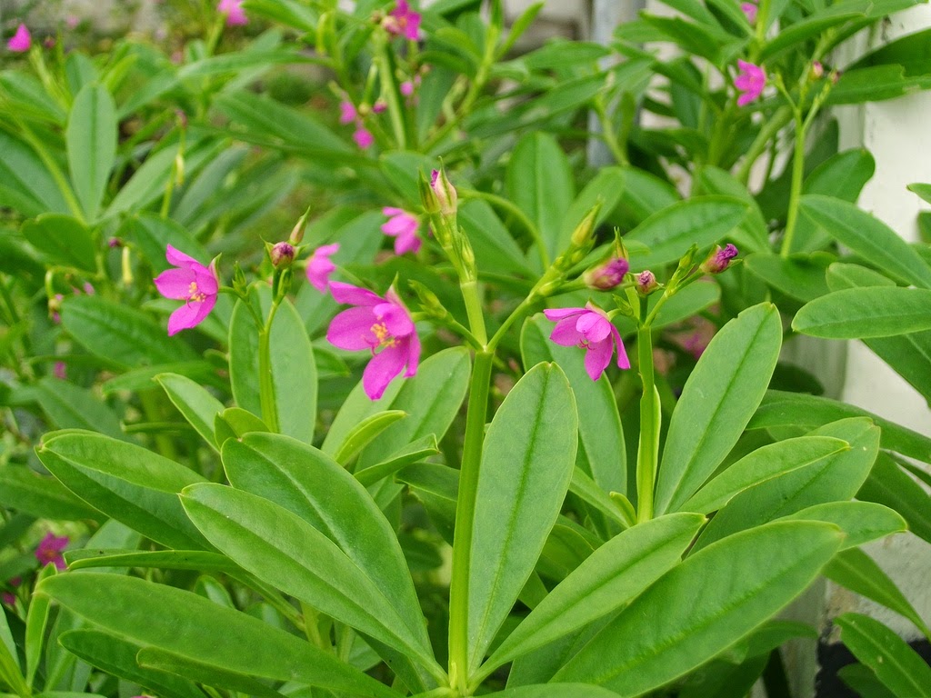 Talinum paniculatum - Alchetron, The Free Social Encyclopedia