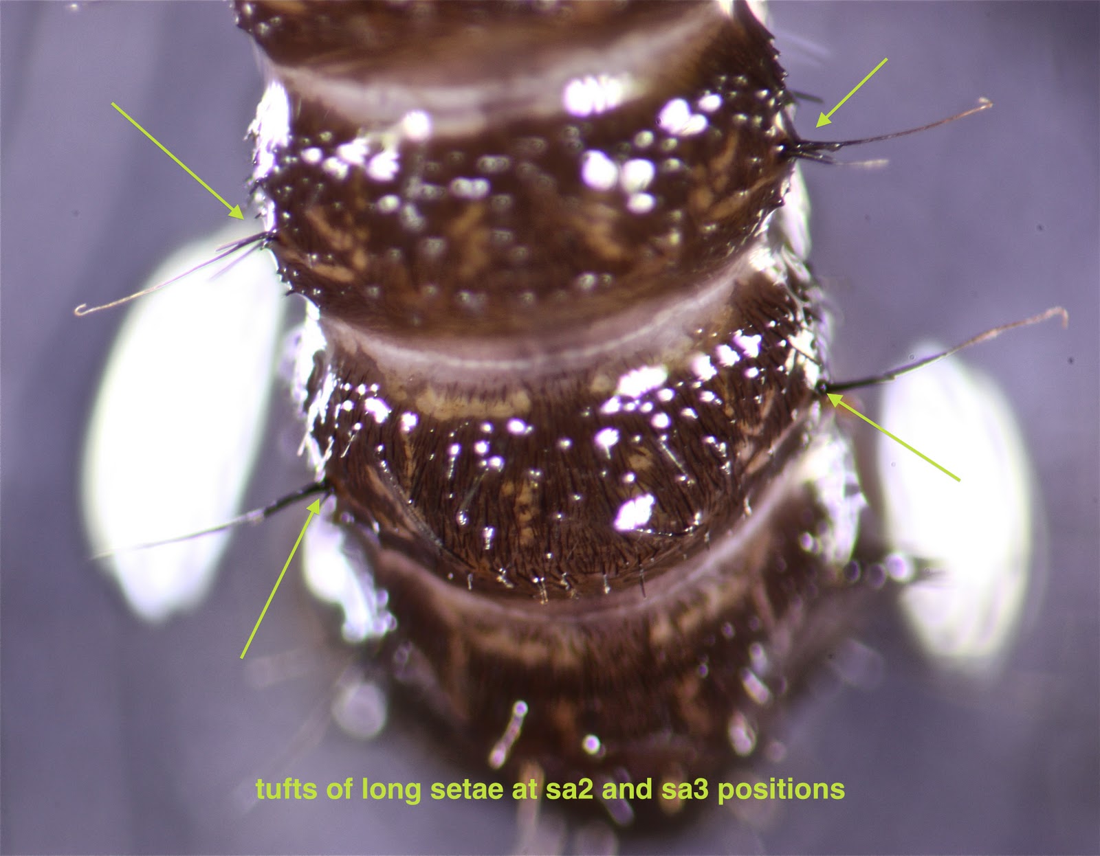 Aquatic Insects of Central Virginia: Finding New Genera in the Shadow ...