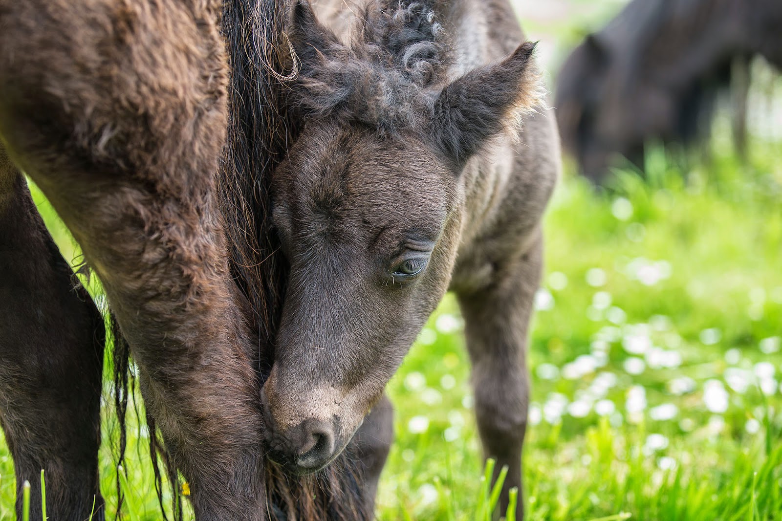 Shetland Ponies Scotland's Work Horses - Britain All Over Travel Guide