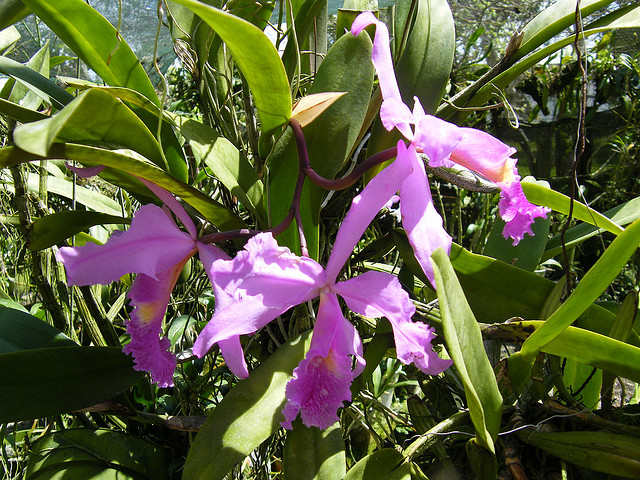 Jual Anggrek Murah | Feyord Orchid