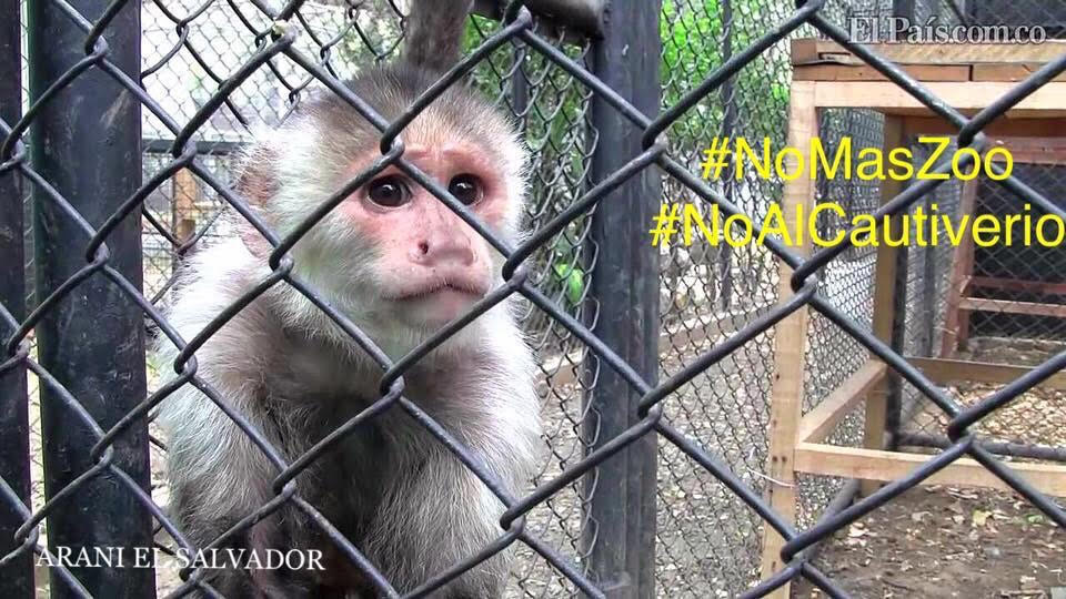 ARANI EN EL SALVADOR: Los Monos