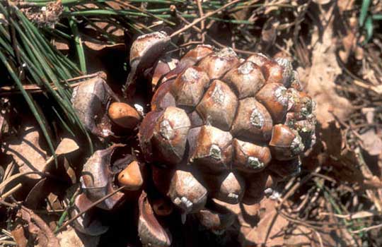 Sorrento Peninsula: For Gourmets: Pinoli and other treasures from Mount ...