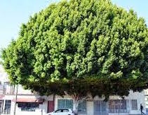 Rhich and Pat in Honduras