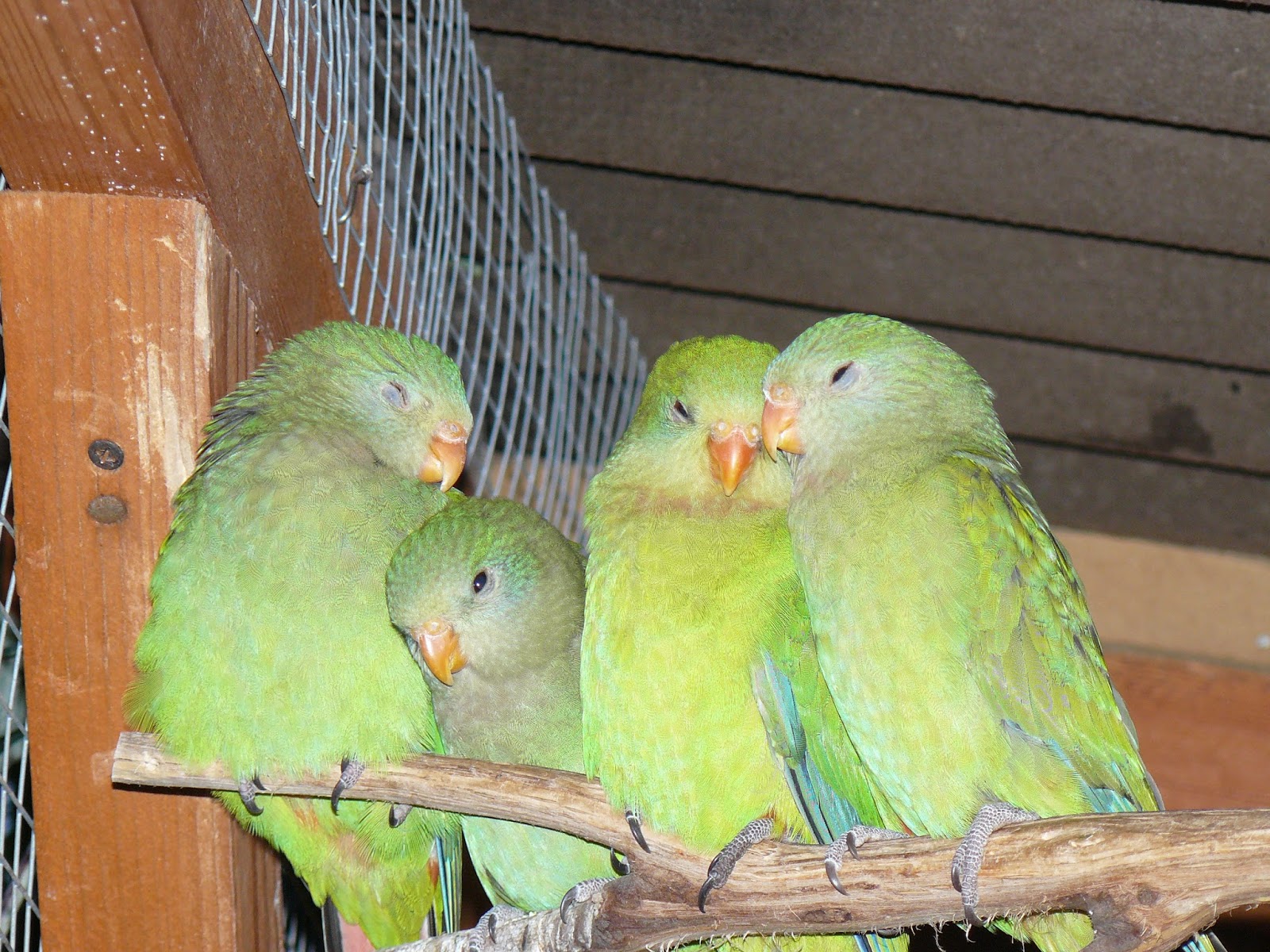 Hobbystyczna hodowla ptaków egzotycznych Akaja: MŁODE BARABANDY