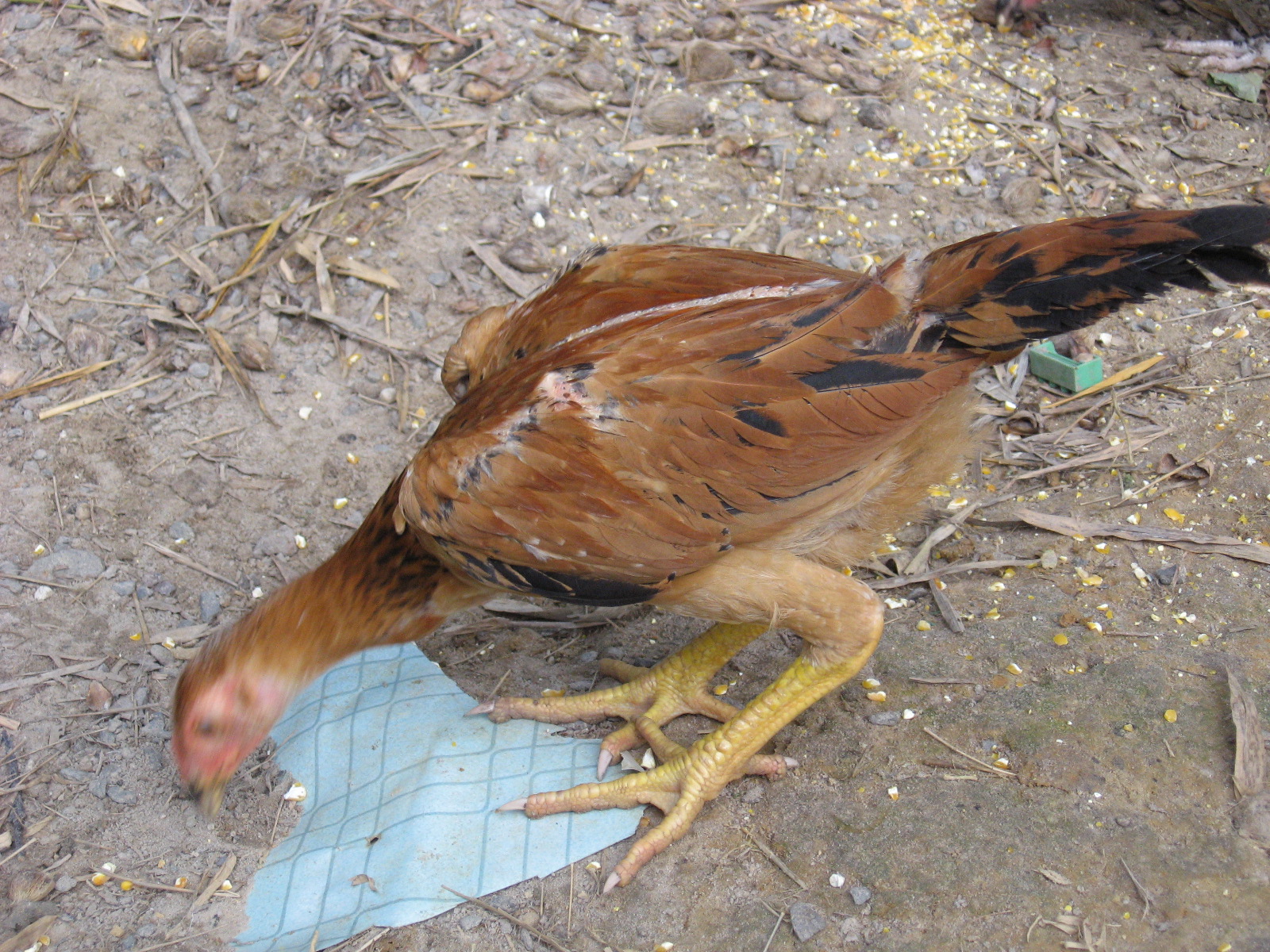 Ayam Sabung: koleksi gambar