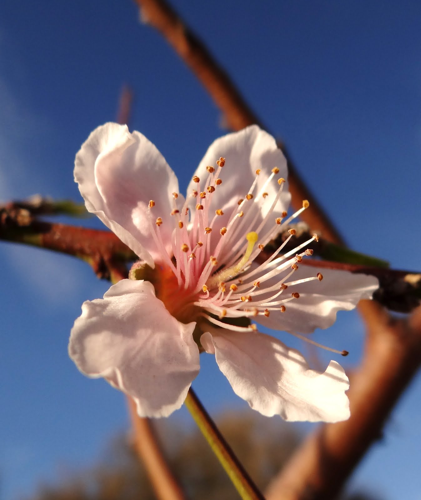 Gardening under the Florida sun: UF Sun Peach