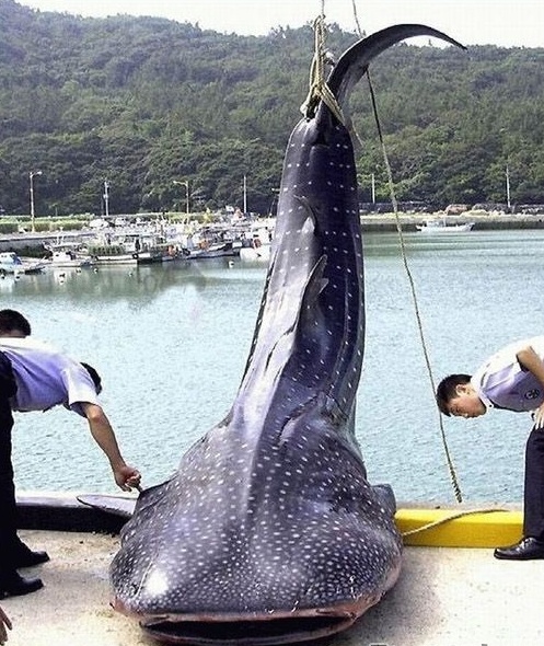 Ikan Raksasa di berbagai tempat di dunia - Fish Information (INDONESIA)