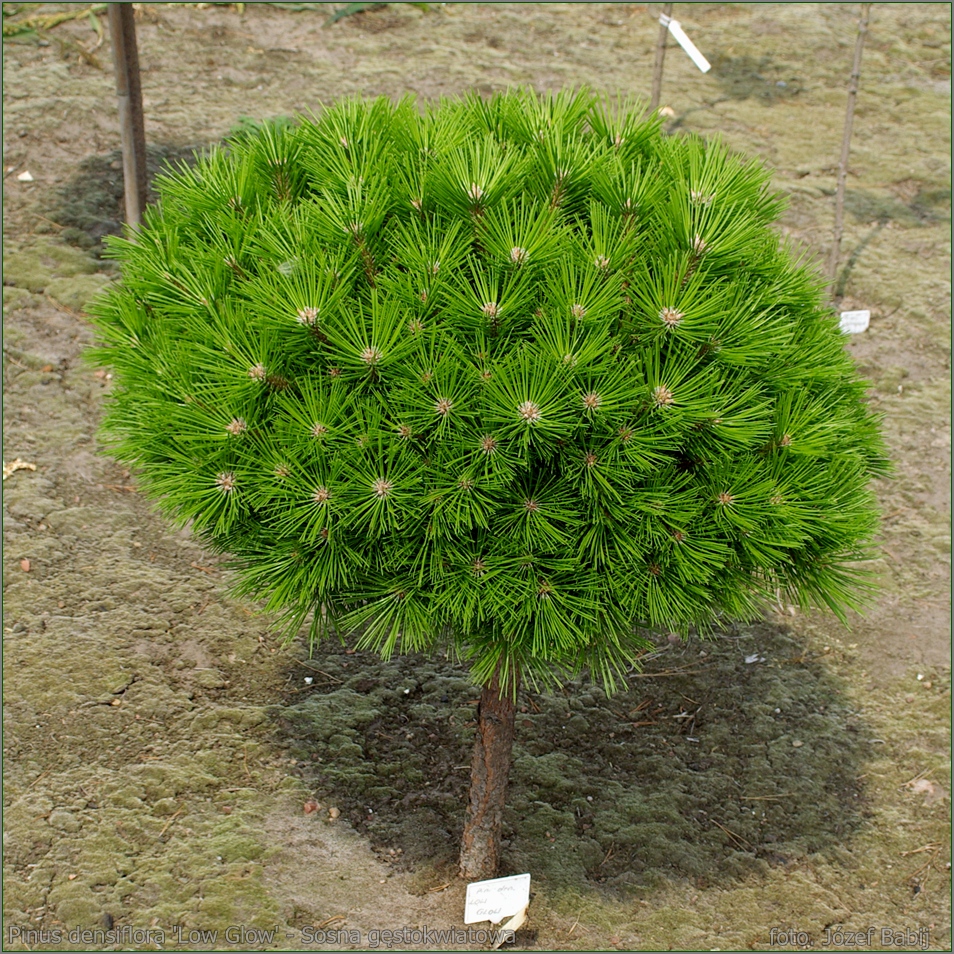 Plant Gallery - Encyklopedia Roślin: Pinus densiflora 'Low Glow ...