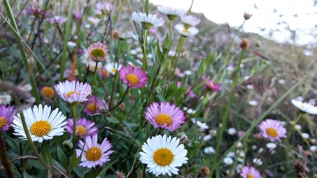 Gunung Prau Dieng (2018)