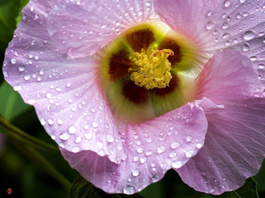 FROM THE GARDEN OF ZEN: 2013