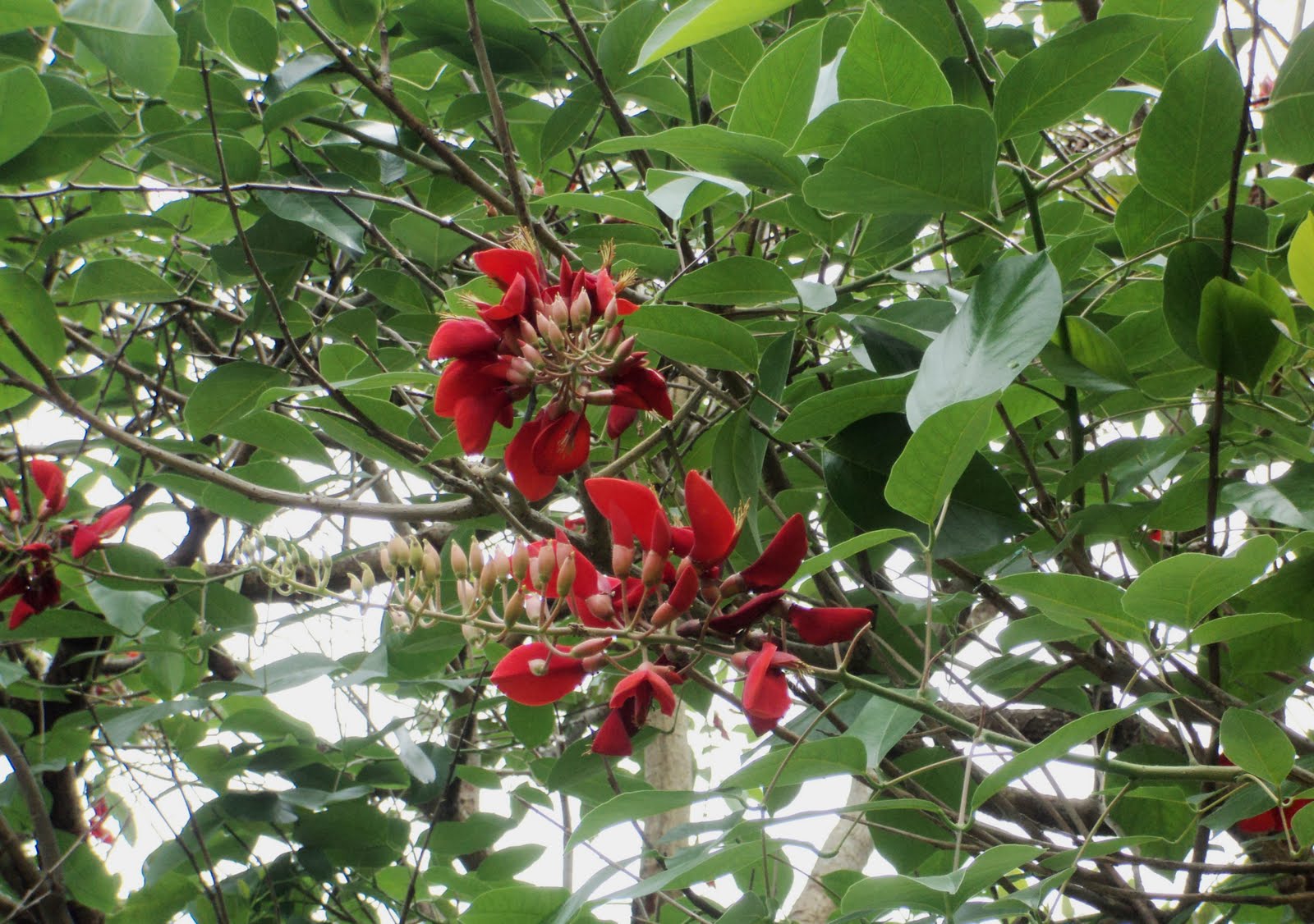 Laman Kambatik Plants list (3rd ed.): Erythrina fusca (Dedap)