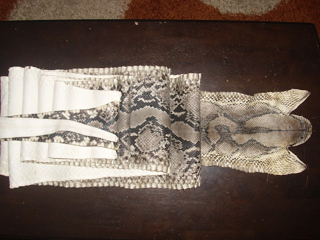 Taksidermi dan Pengawetan Kulit: Tanning Kulit Ular Sawa Batik (Python ...