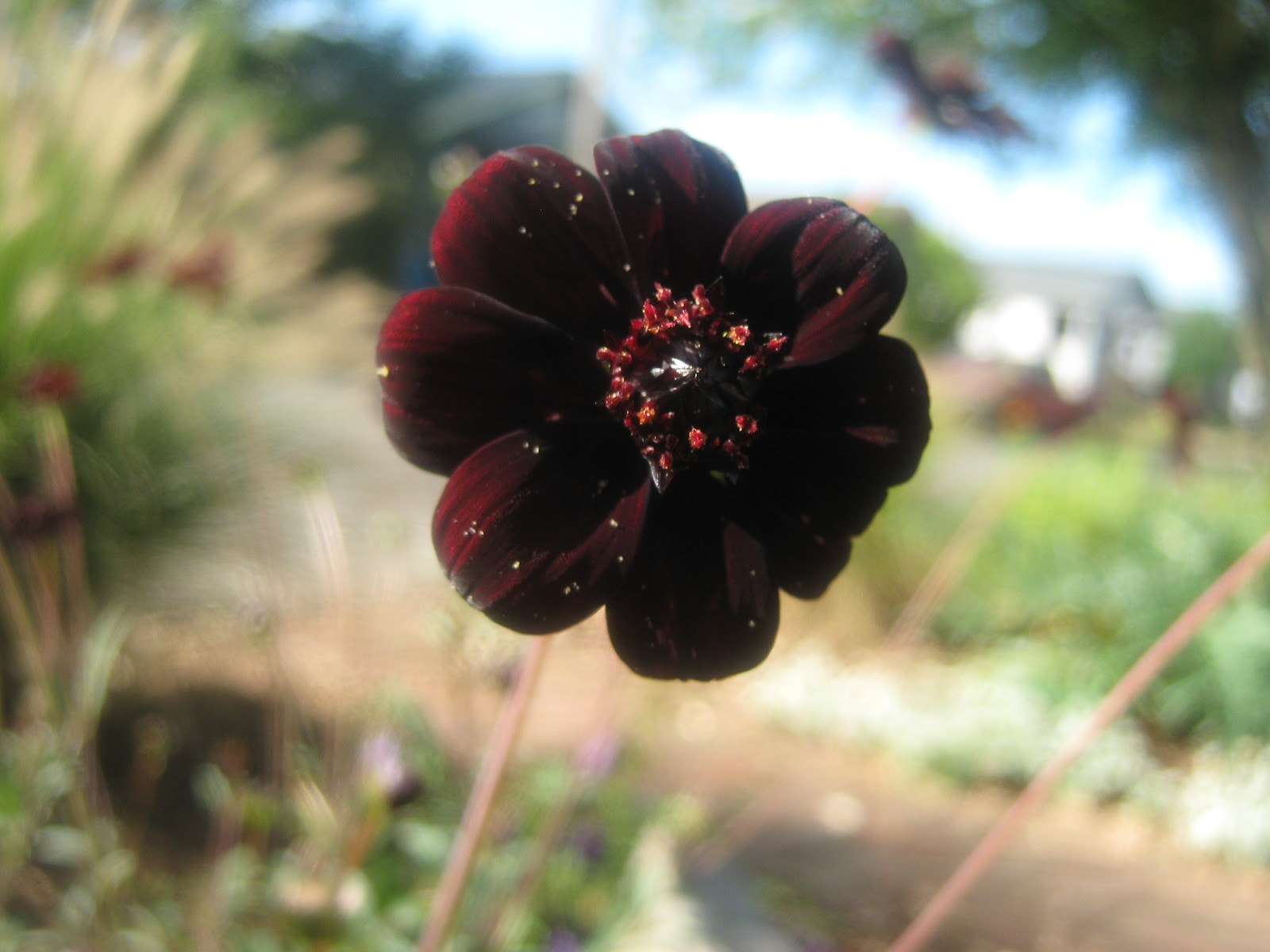 Rindy Mae: The Mums Are Blooming!