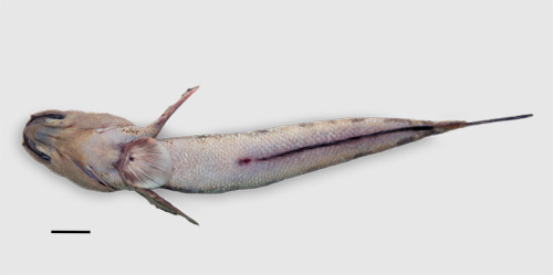 Dunia Mistik: Ikan Belacak Sirip Biru (Mudskipper)