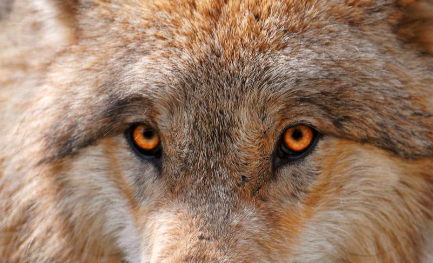 White Wolf : Meet The Amazing Looking Mongolian Wolf With Beautiful ...