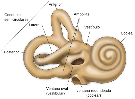 TICS Fonoaudiologia: Anatomía oído interno