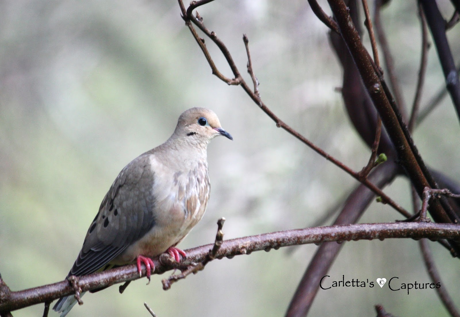 Round The Bend: Wild Bird Wednesday: Little Red Feet in the Rain