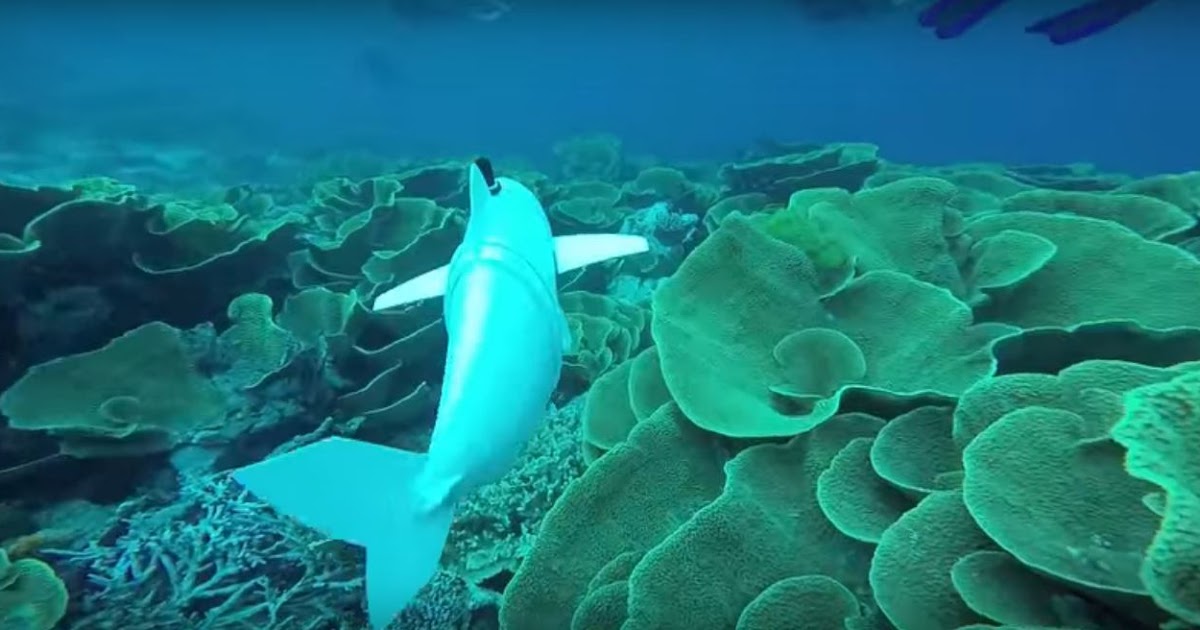 SoFi: A Soft Robotic Fish!