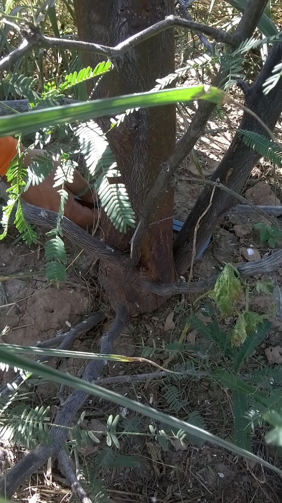 NOA Forestal: Ensayo de orígenes de Prosopis sp