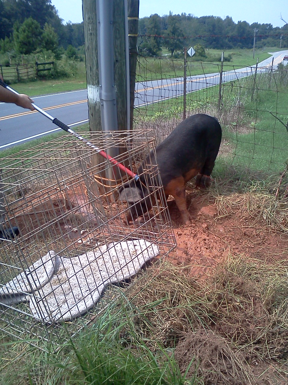 Save The Horses Daily News: Pig On A Pole!