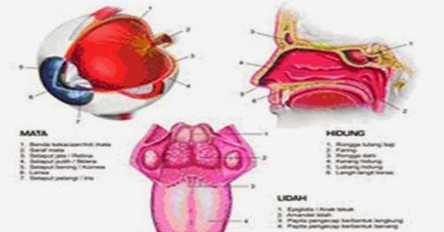 Cara Mengajarkan Sistem Indera dengan Model Kooperatif Tipe Jigsaw ...