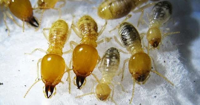 Anai-anai jenis apa yang serang rumah anda | My Pest News