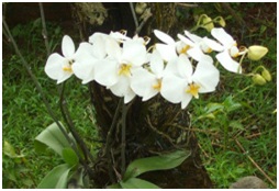 24+ Gambar Anggrek Di Pohon - Gambar Bunga Indah