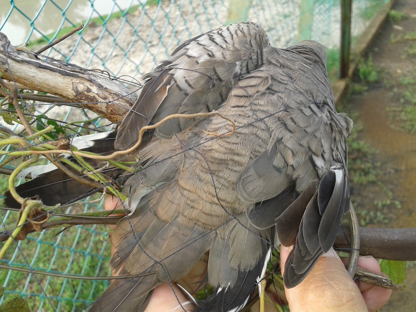 Memikat Merbok: April 2016