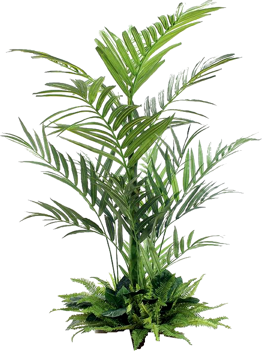 12 Plantas sin fondo para realzar paisajes o diseños