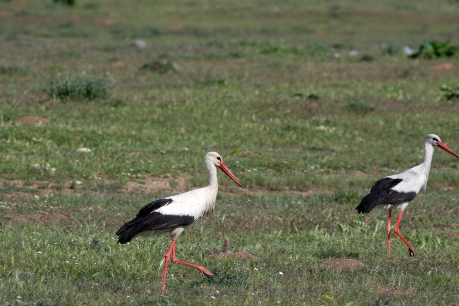 Eskisehir' de Yaban Hayat: 2012-06-03