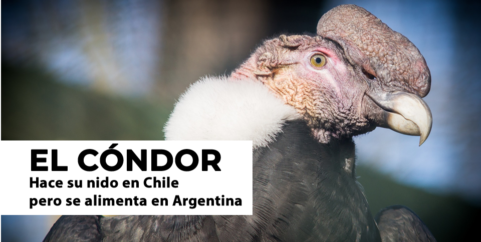 El misterio de por qué el cóndor hace su nido en Chile pero se alimenta ...