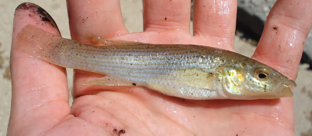 Ben Cantrell's fish species blog: Microfishing southern Missouri