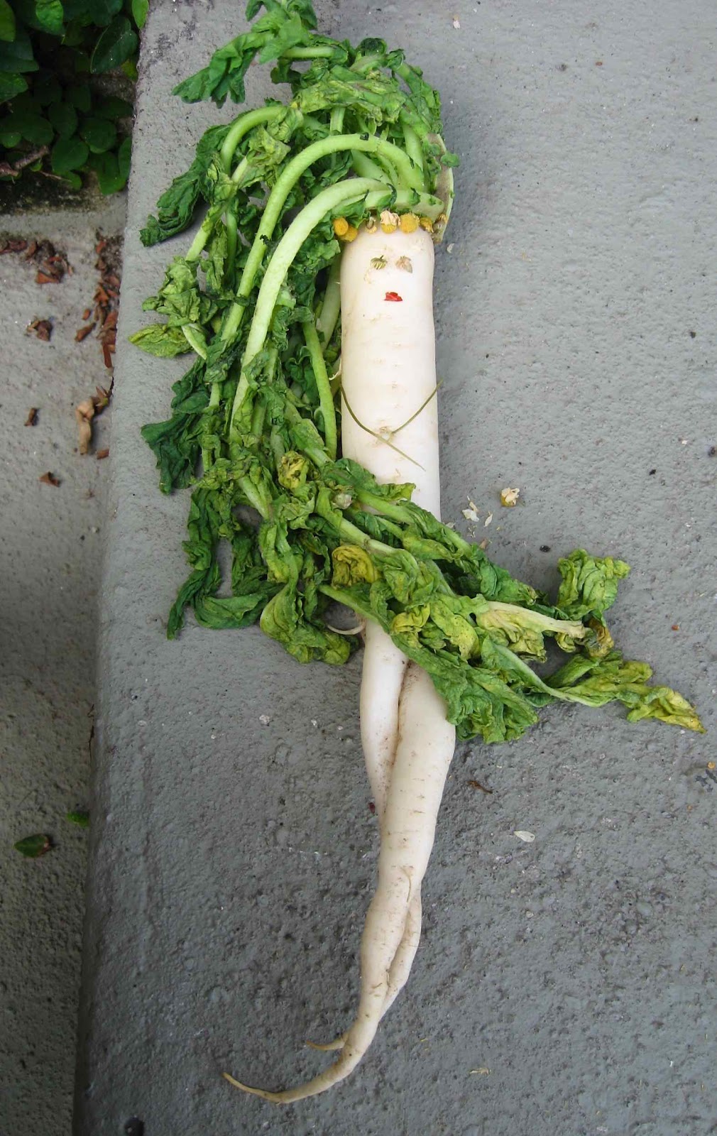 weird vegetables: The Turnip Princess