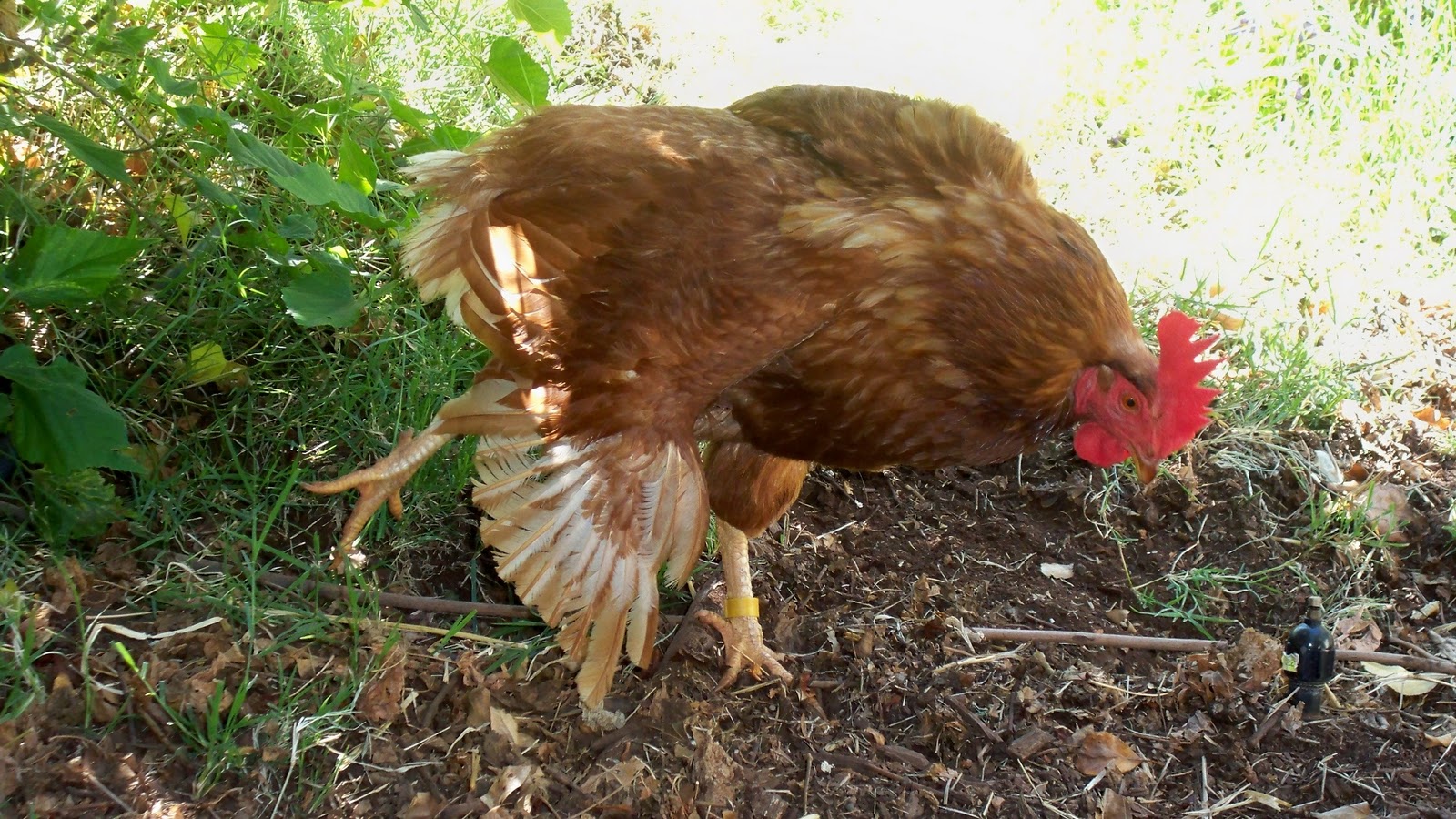 2 Happy Hens: Bend and Stretch This Silly Season